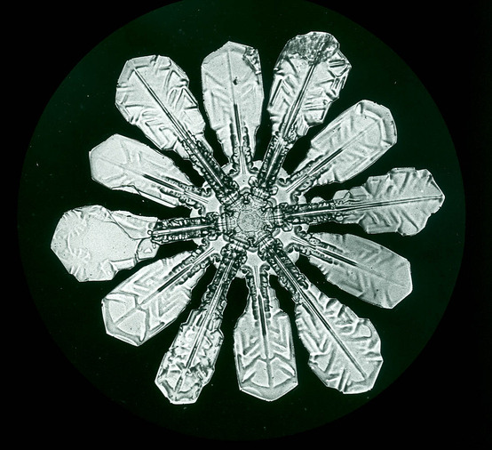 The Iconic and Groundbreaking Photography of Wilson "Snowflake" Bentley