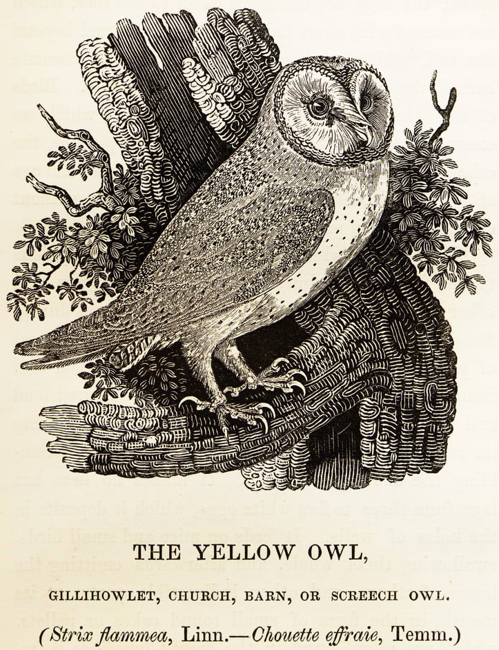 Thomas Bewick's Most Noteworthy Engravings